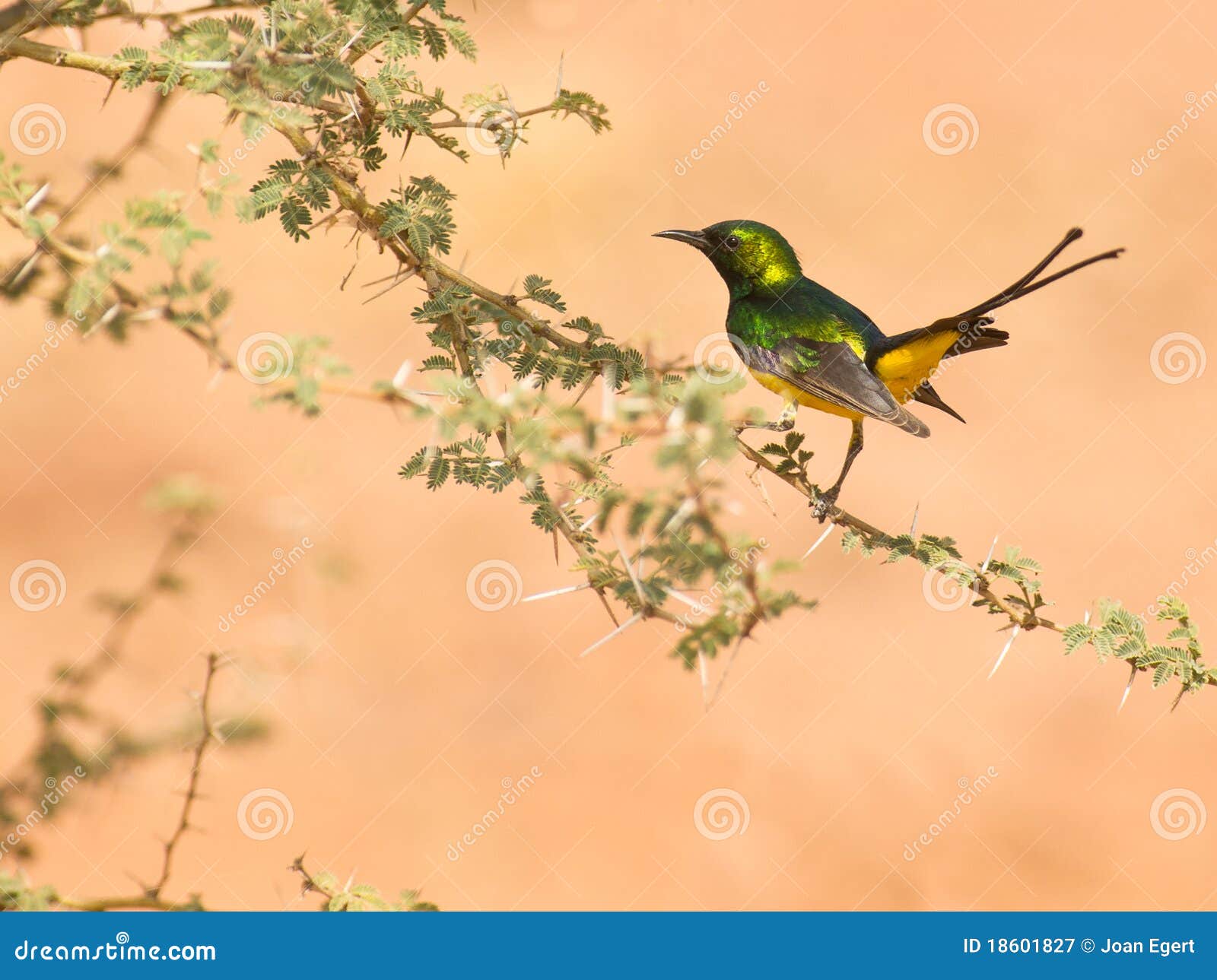 Spiny Pygmy Chameleon (Rhampholeon Acuminatus) Stock Photography ...