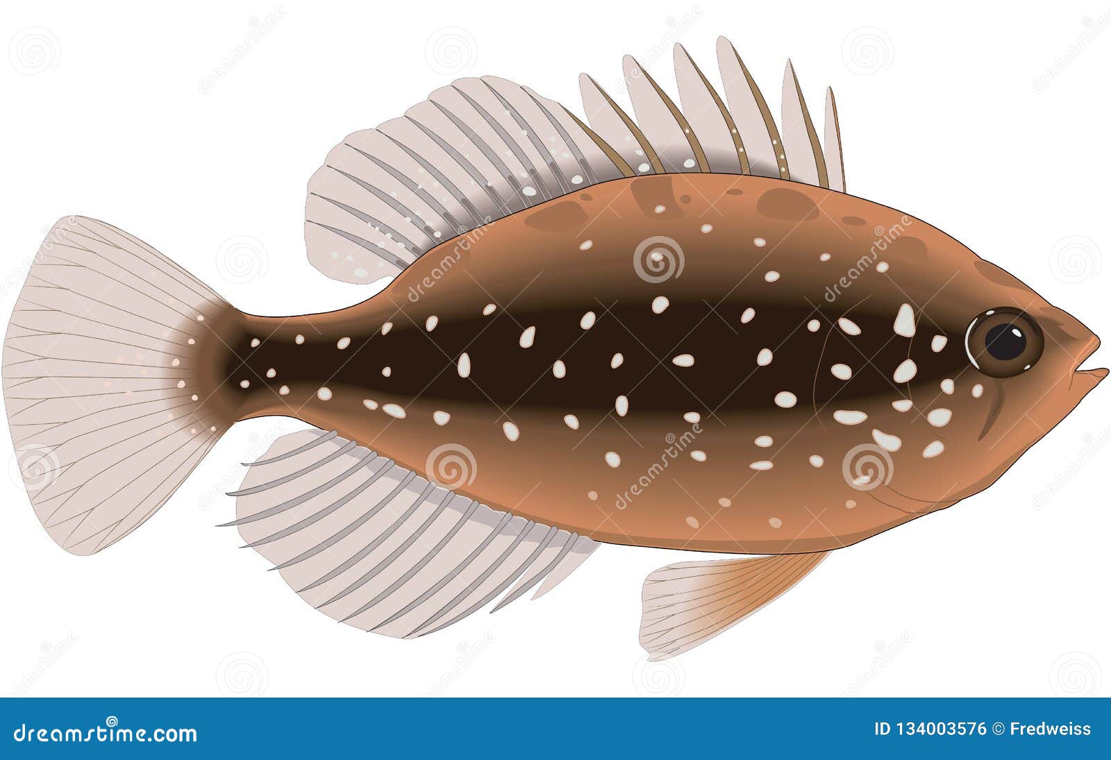 Pygmy Sun Fish Vector Illustration Transparent Background Royalty-Free ...