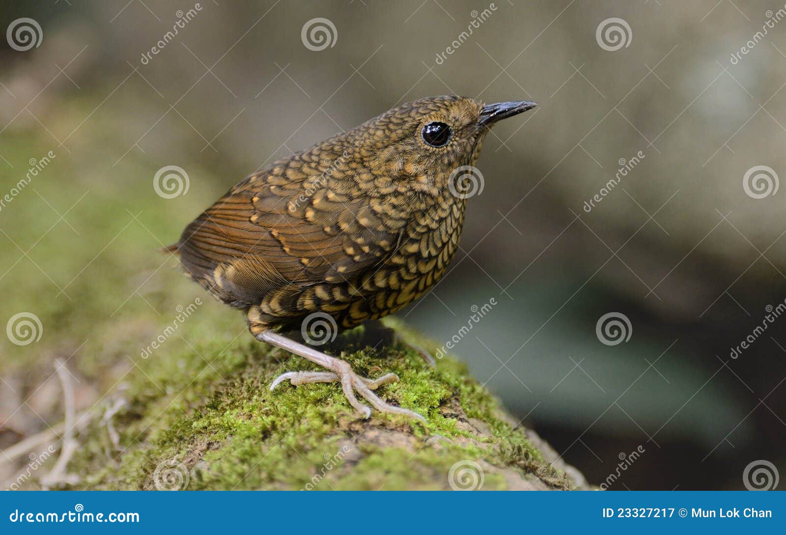 Pygmy Wren Babbler stock image. Image of pattern, grey - 23327217