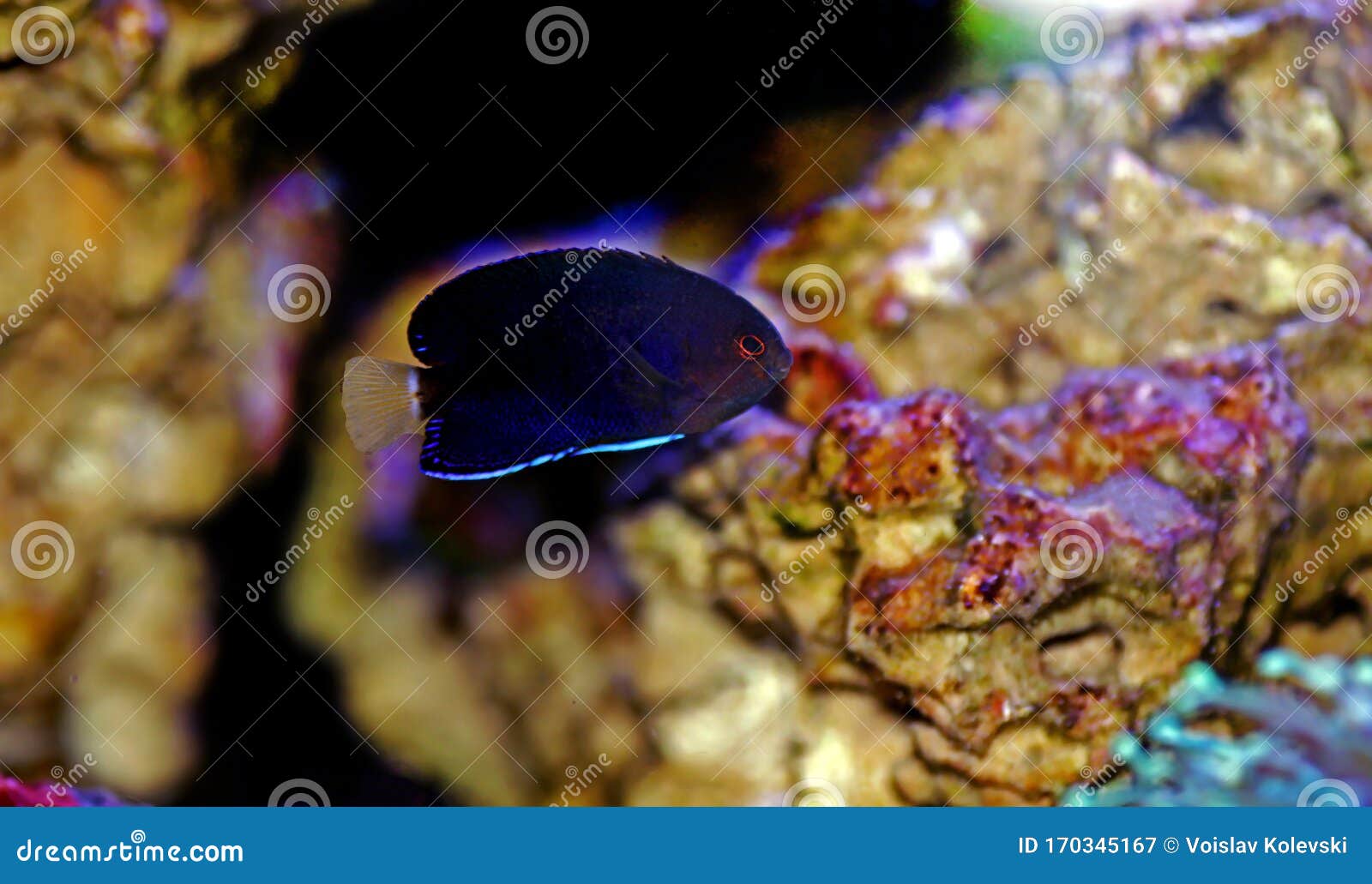 Pygmy Yellowtail Angelfish - Centropyge Flavicauda Stock Image - Image ...