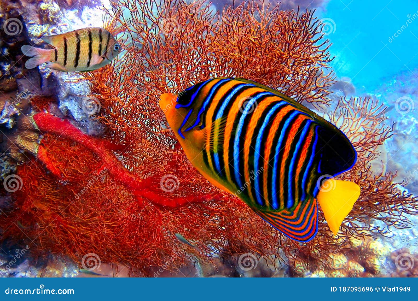 Pygoplites Diacanthus. Red Sea Stock Photo - Image of community, coral ...