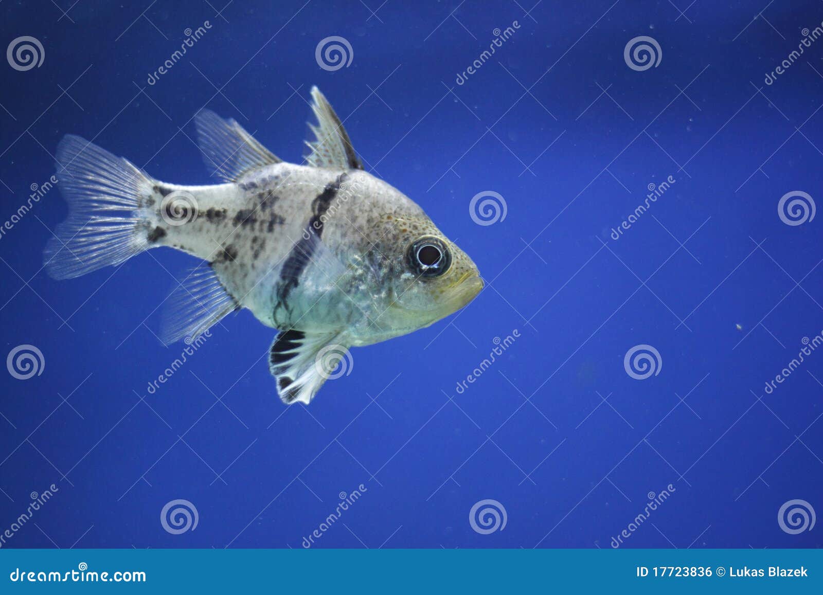 Pyjama cardinalfish stock photo. Image of ocean, sphaeramia - 17723836