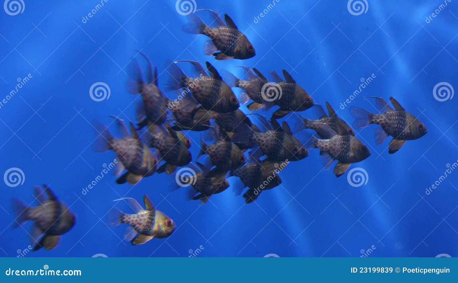 Pyjama Cardinalfish - Sphaeramia Nemanoptera Stock Image - Image of ...