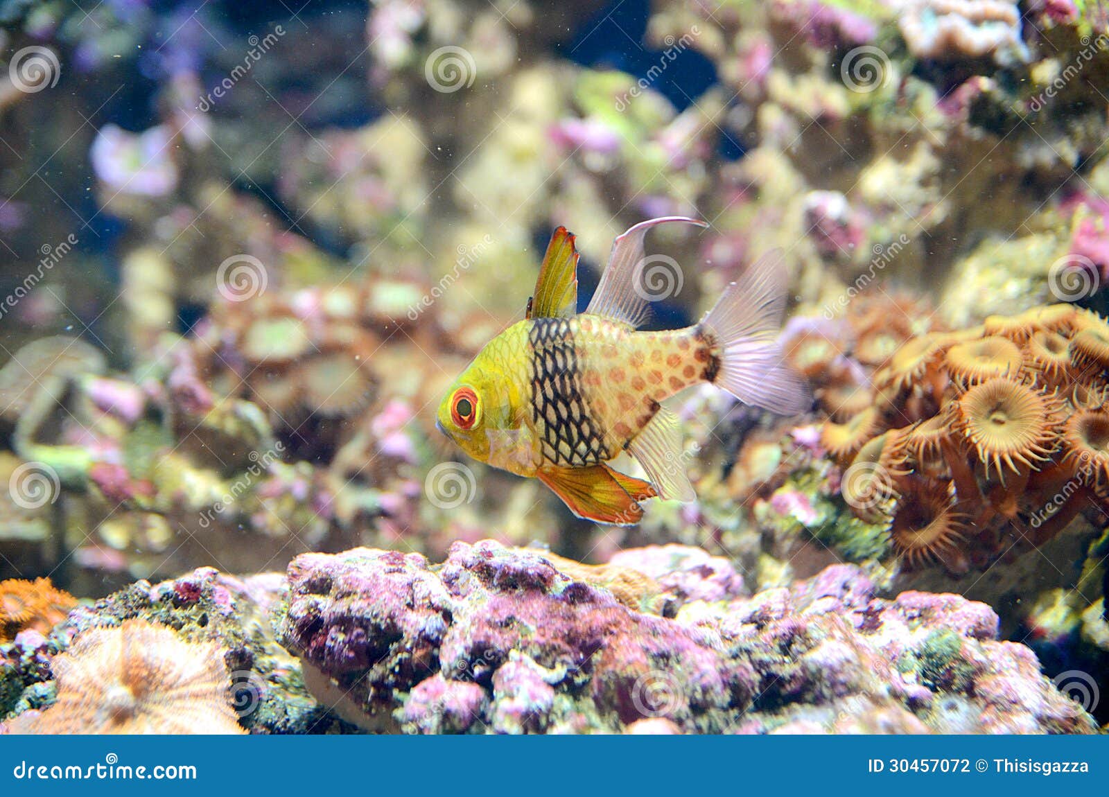 The Pyjama Cardinalfish stock photo. Image of aquarium - 30457072