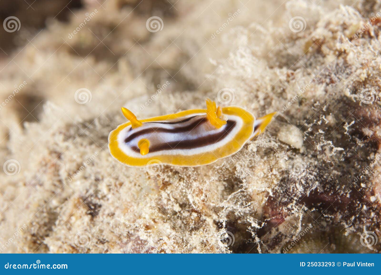 Pyjama Slug on a Tropical Reef Stock Image - Image of wildlife ...