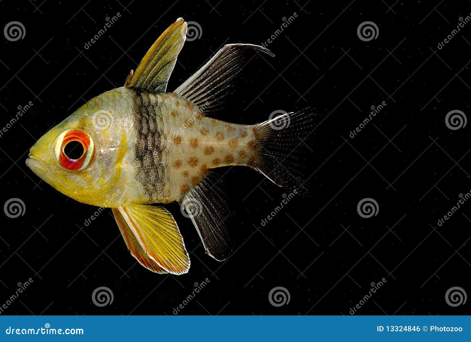 PyjamaCardinalfish - Sphaeramia Nematoptera Stockfoto - Bild von ozean ...