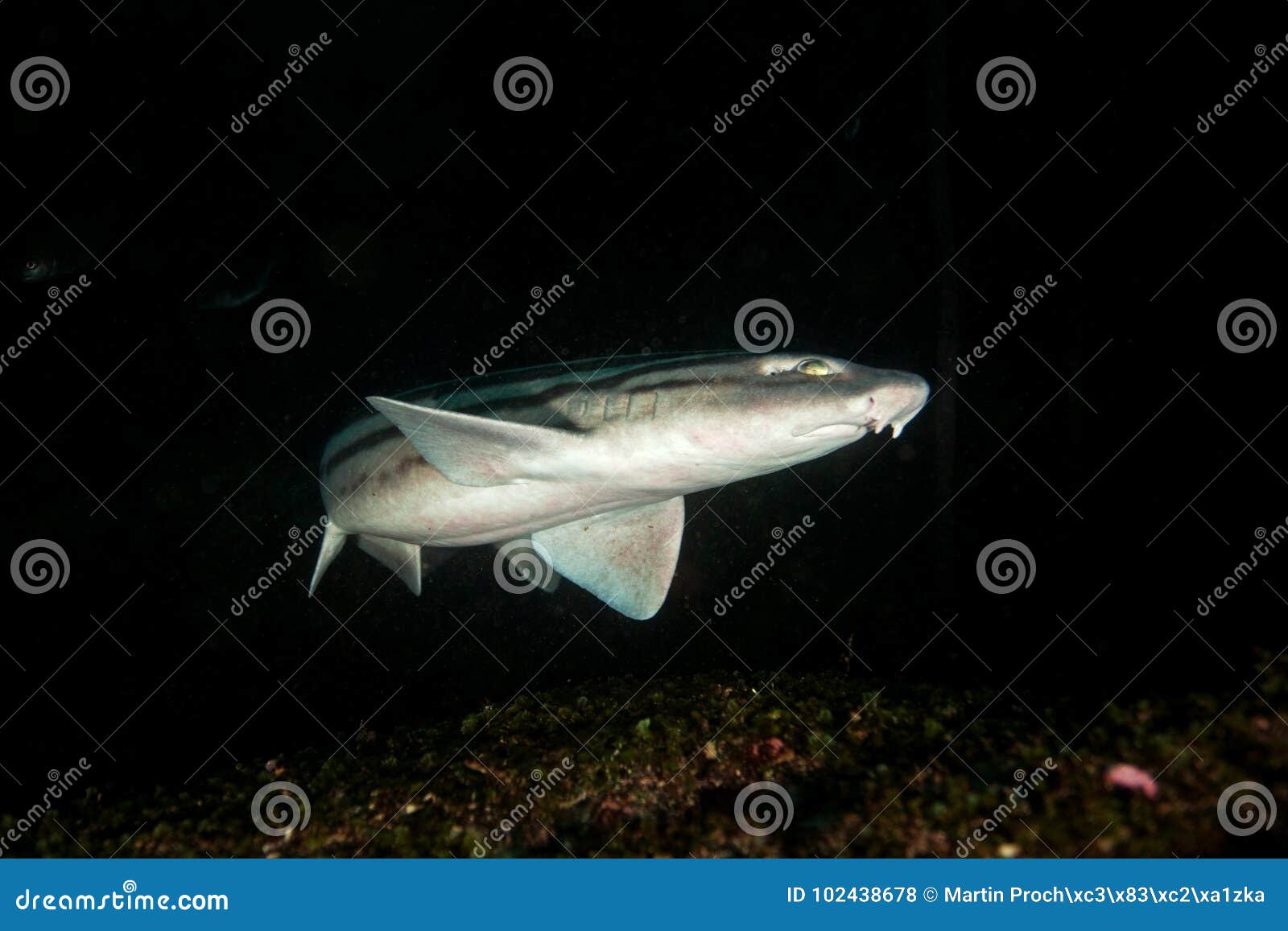 Pyjamahaai, Porodermaafricanum, Zuid-Afrika Stock Foto - Image of ...