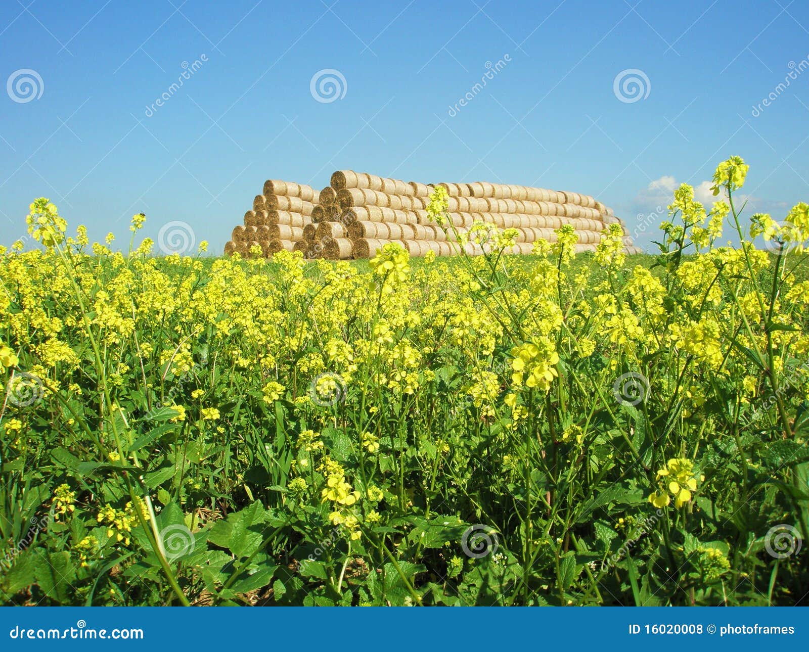 Pyles of Hay and Snail Clover Stock Photo - Image of dried, alfalfa ...