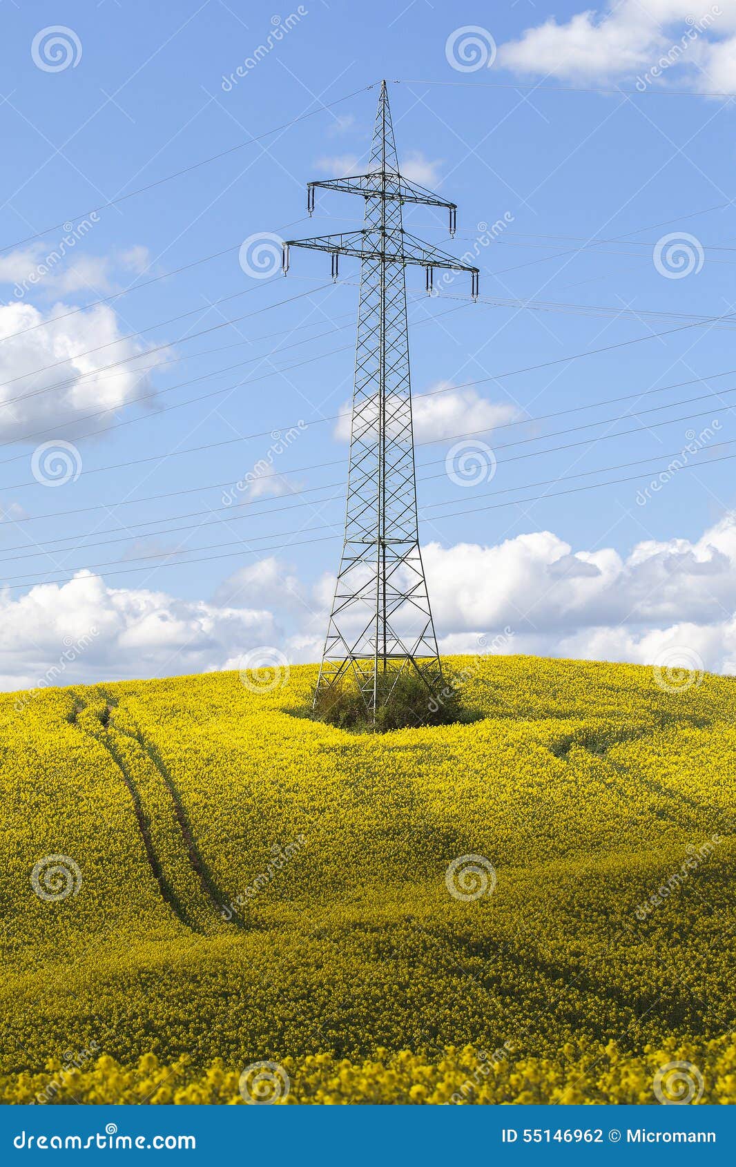 Pylon - field of canola stock photo. Image of canola - 55146962
