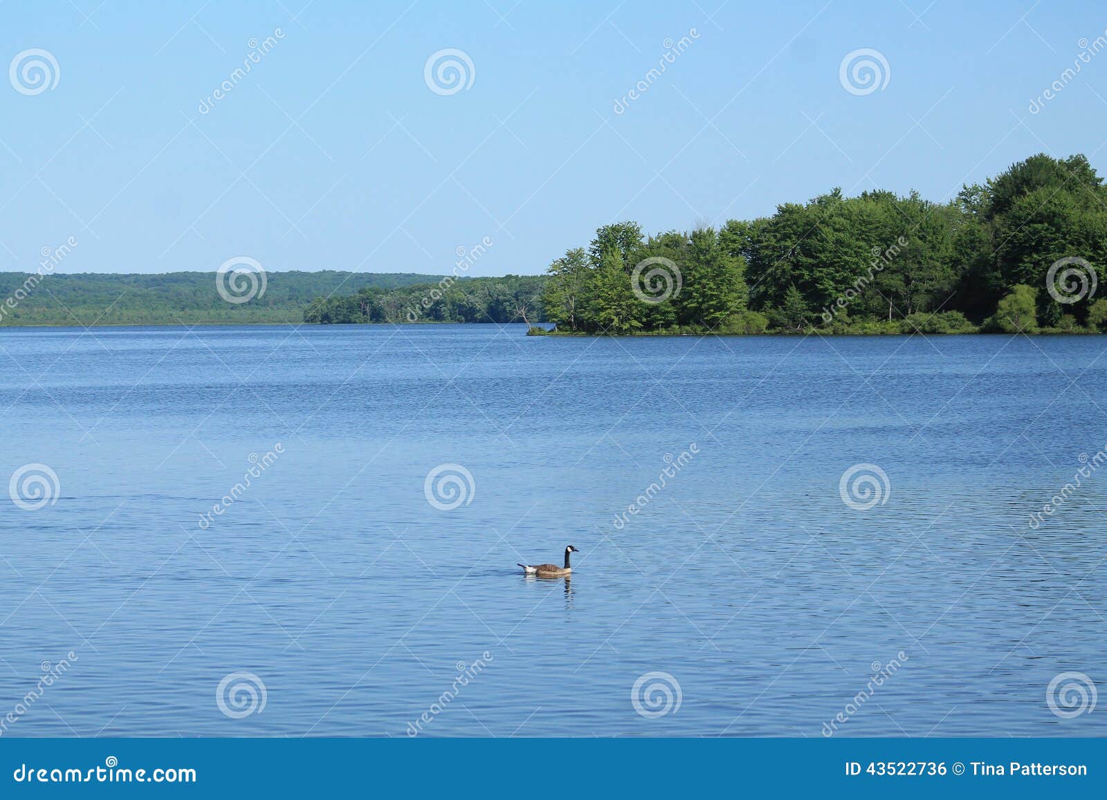 Pymatuning Spillway, Pennsylvania Stock Photo - Image of geese ...