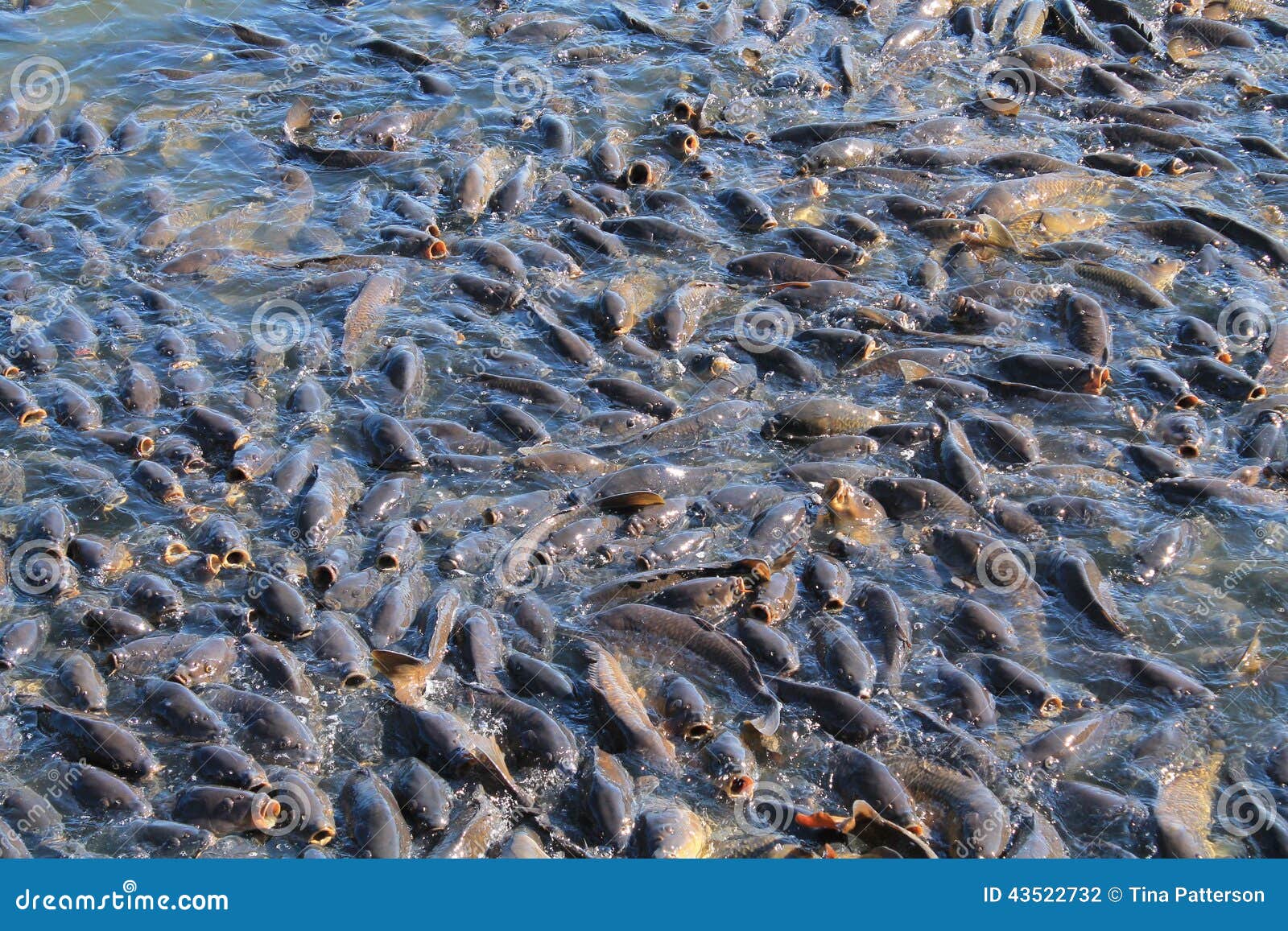 Pymatuning Spillway, Pennsylvania Stock Photo - Image of geese ...