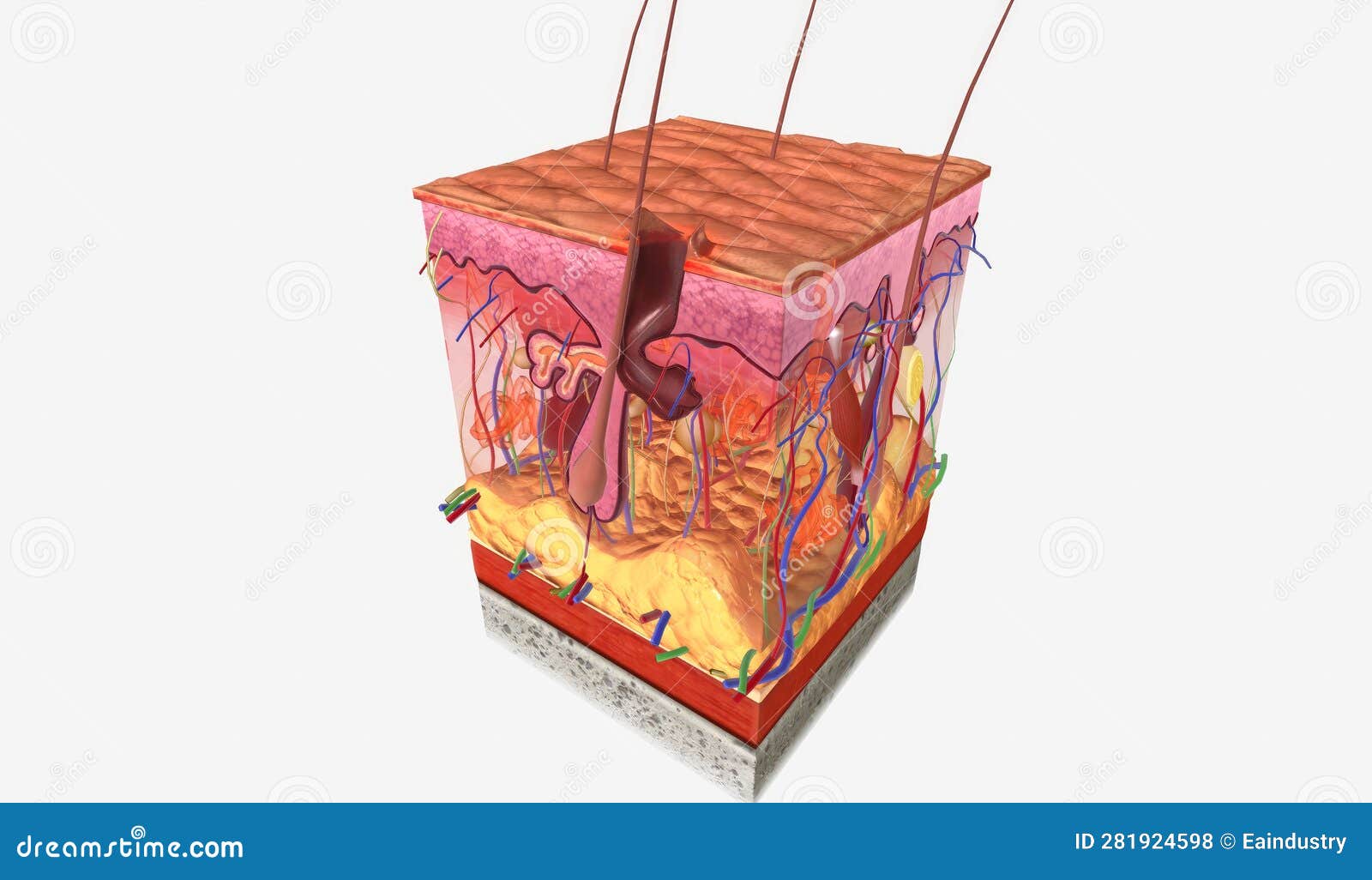 Pyoderma Cartoons, Illustrations & Vector Stock Images - 39 Pictures to ...