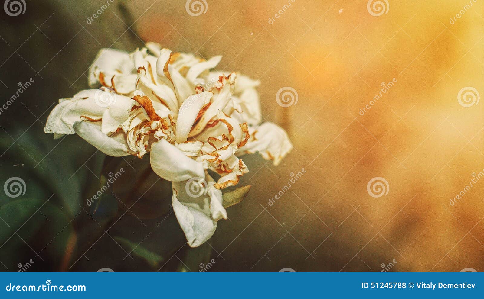 Pyony stock photo. Image of garden, summer, nature, grain - 51245788