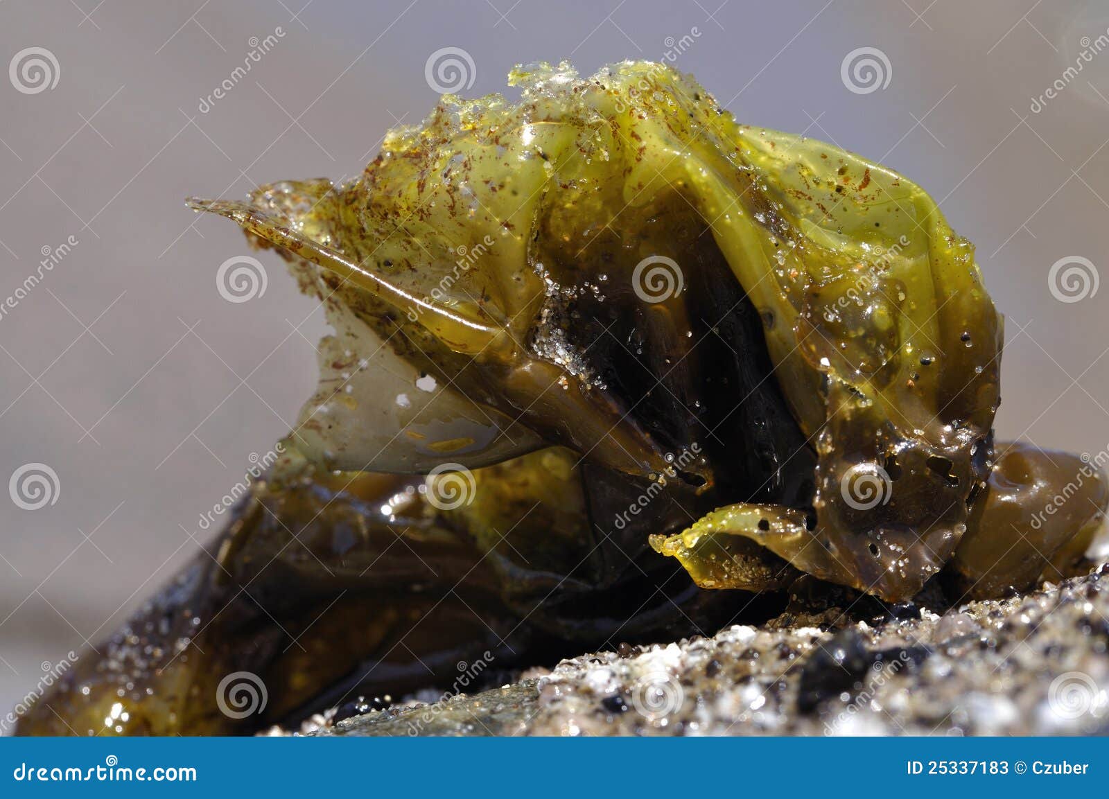 Pyphora algae stock image. Image of wild, vegetable, nori - 25337183