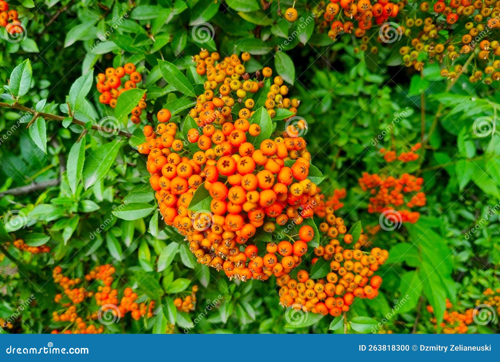 Pyracantha Angustifolia. View of a Rowan Branch. Stock Photo - Image of ...