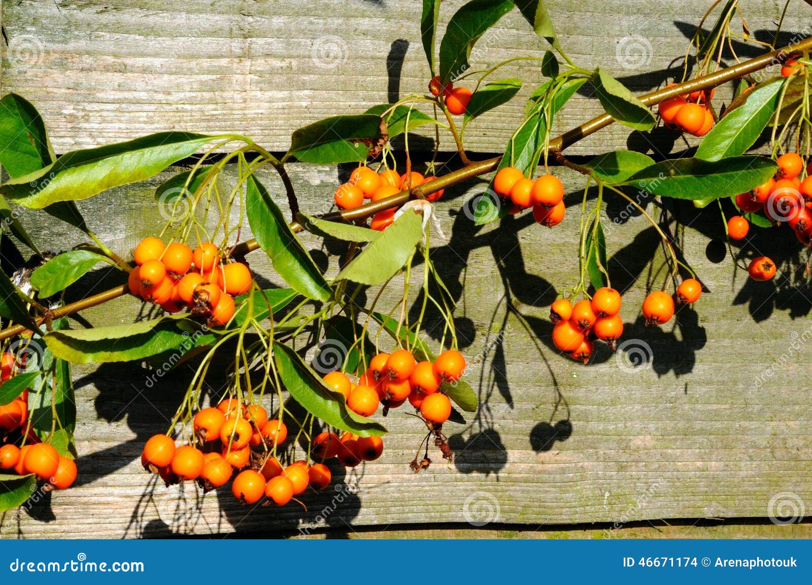 Pyracantha Berries in the Autumn. Stock Photo - Image of wooden, plant ...