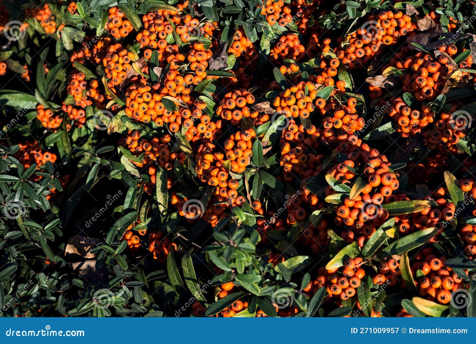 Pyracantha Berries in a Bush Seen Up Close Stock Image - Image of ...