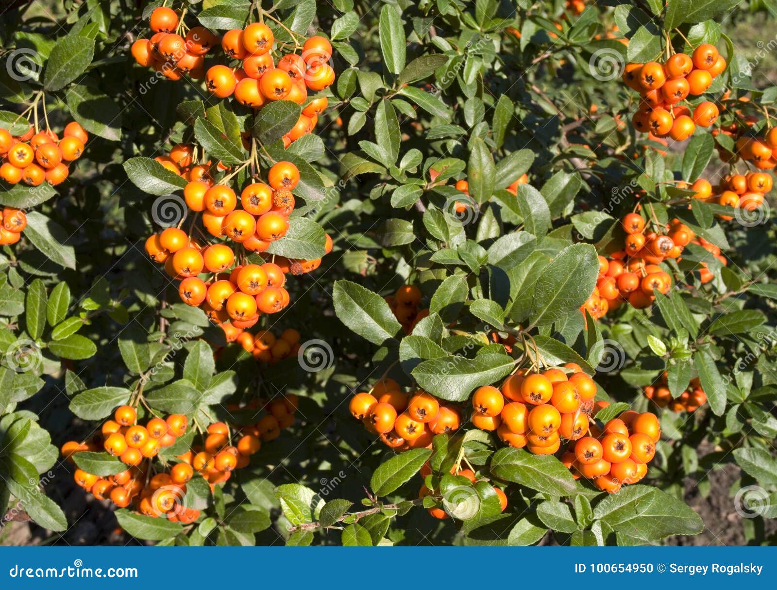 Pyracantha berry shrub stock photo. Image of ornamental - 100654950