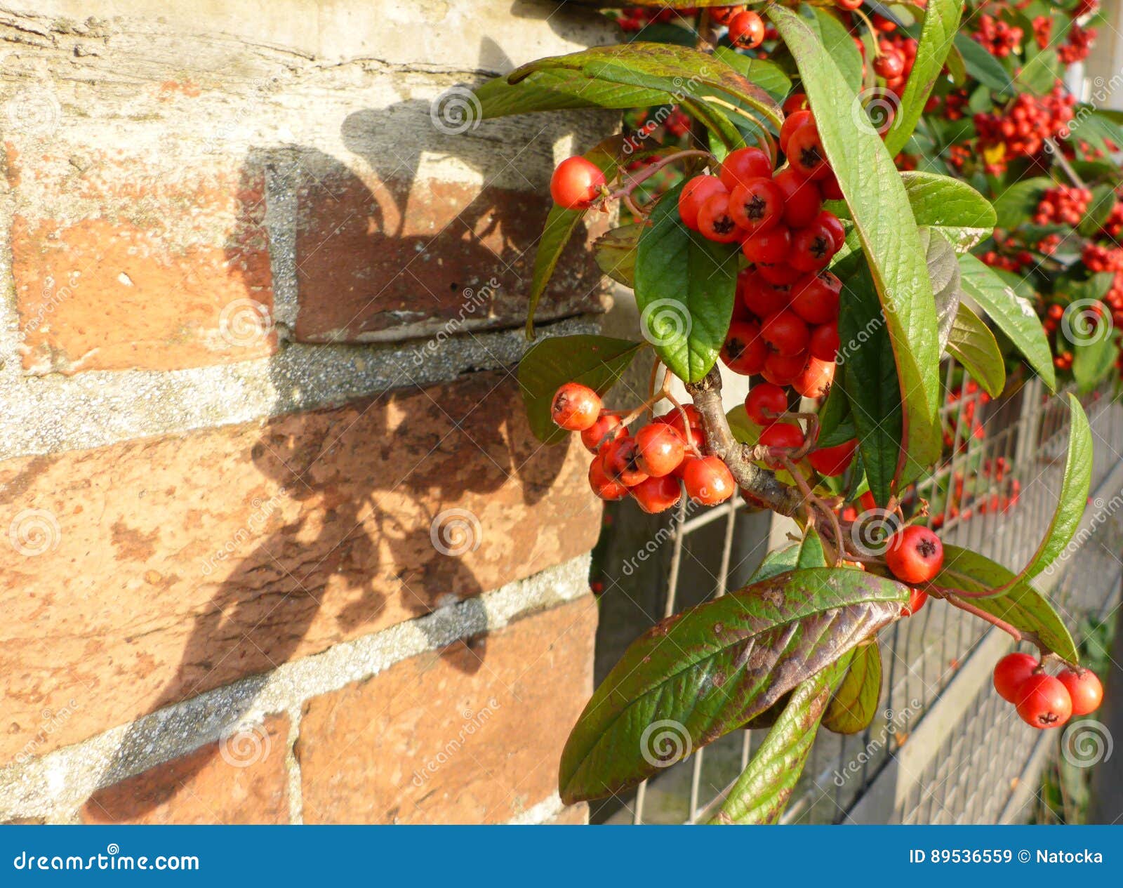 Pyracantha on Brick Wall with Red Berries Fruit. Stock Image - Image of ...
