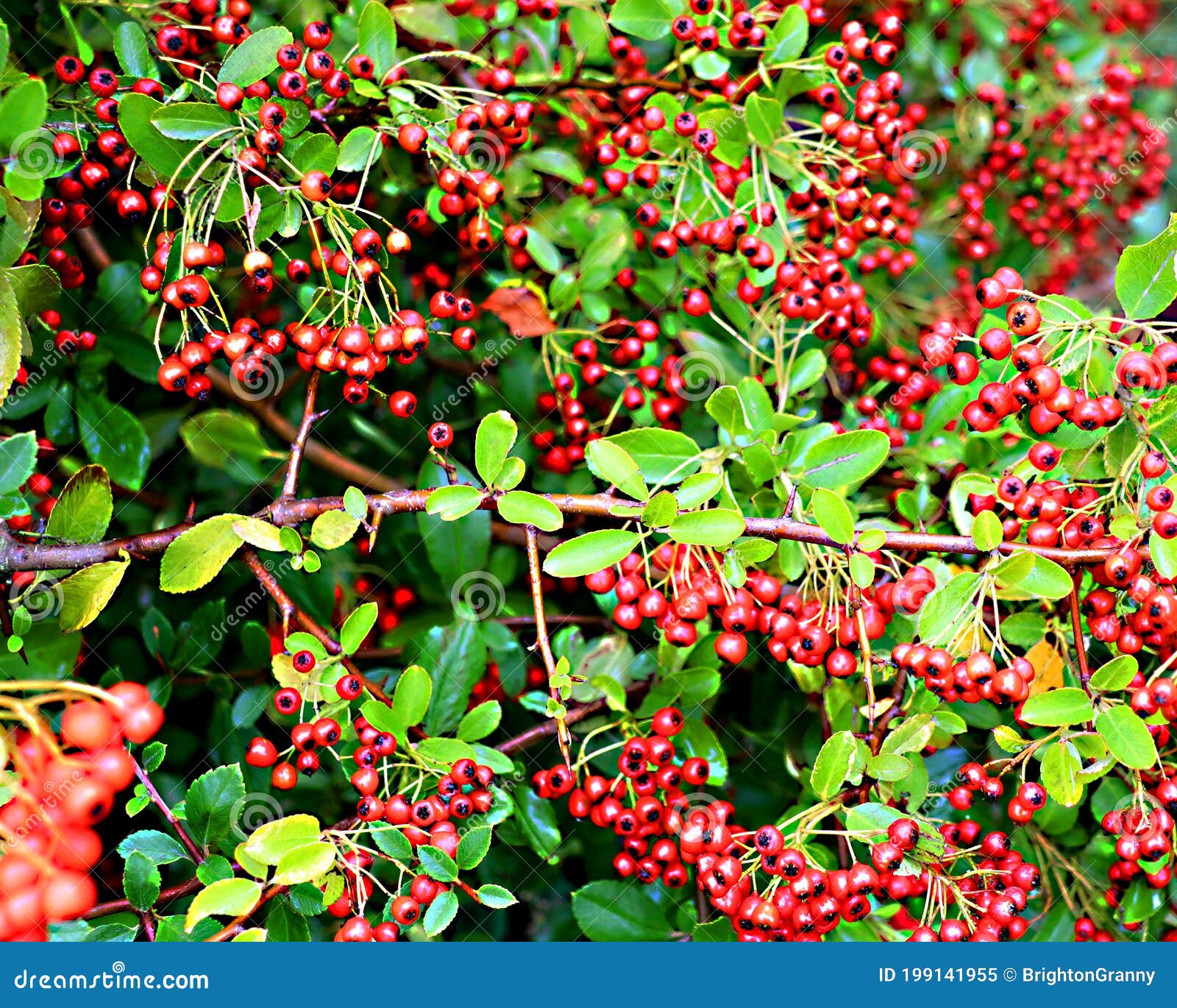 Pyracantha Bush with Red Berries Stock Image - Image of leaves ...