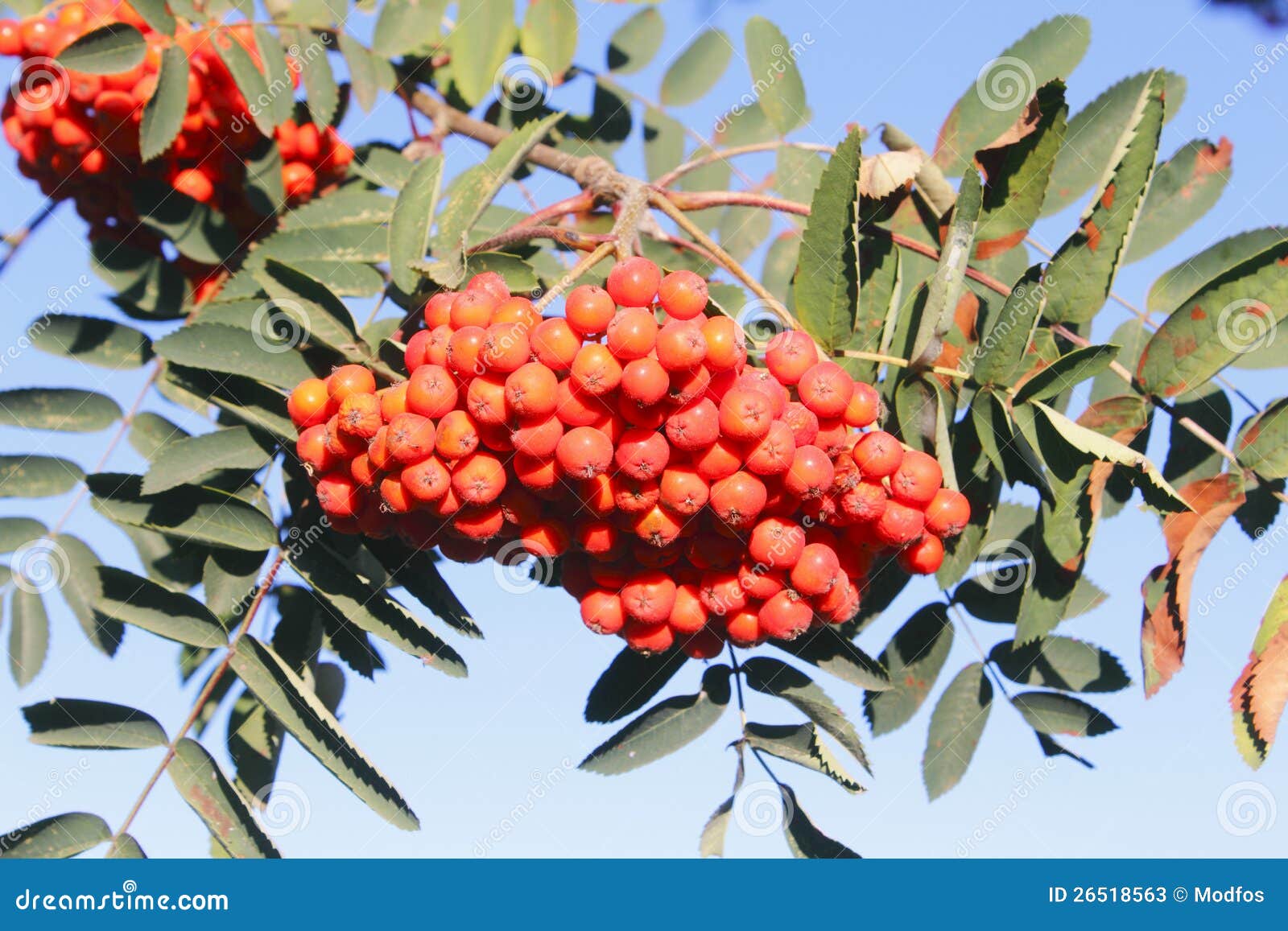 Pyracantha or Fire Thorn Berries Stock Image - Image of decorative ...