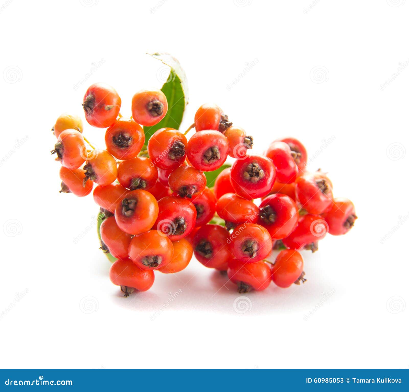 Pyracantha, firethorn stock image. Image of borne, fence - 60985053