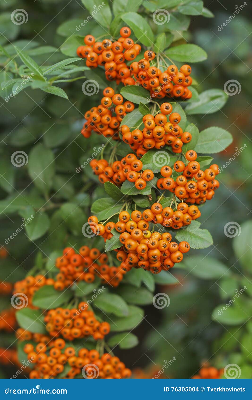 Pyracantha Firethorn Attractive Yellow Berries. Pyracantha Coccinea ...