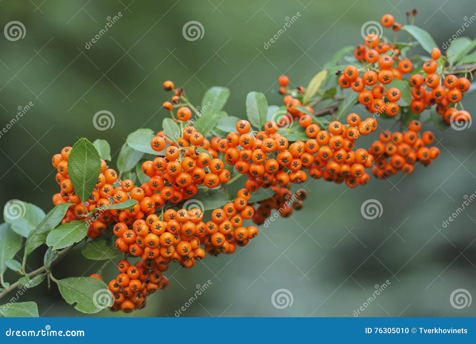Pyracantha Firethorn Attractive Yellow Berries. Pyracantha Coccinea ...