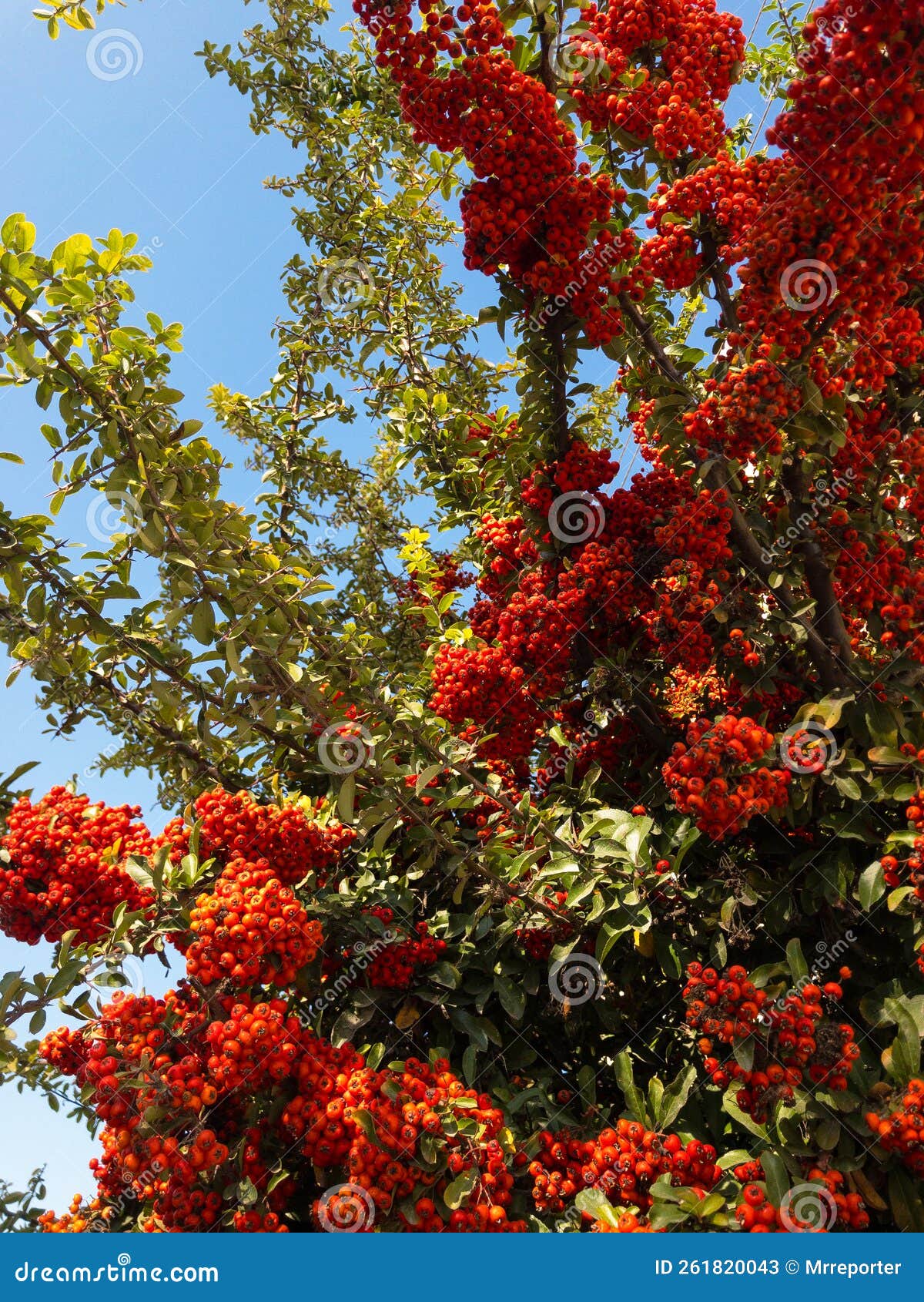 Red Pyracantha Firethorn Berry Evergreen Shrub, Closeup Stock Image ...