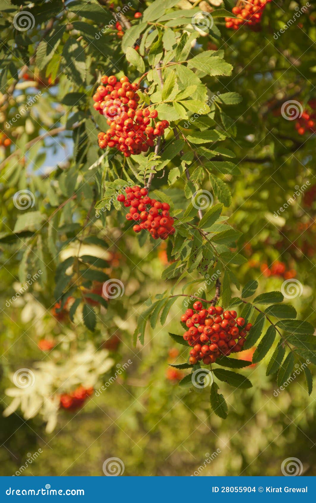 Pyracantha Firethorn Orange Berries Stock Photo - Image of berry, plant ...