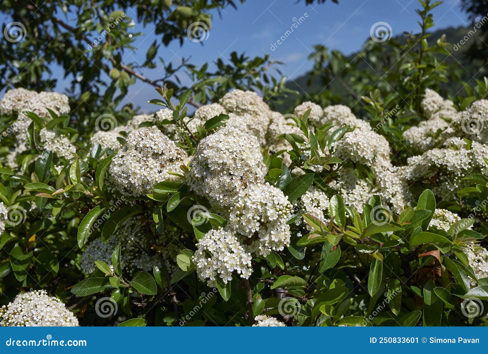 Pyracantha shrub in bloom stock image. Image of leaves - 250833601
