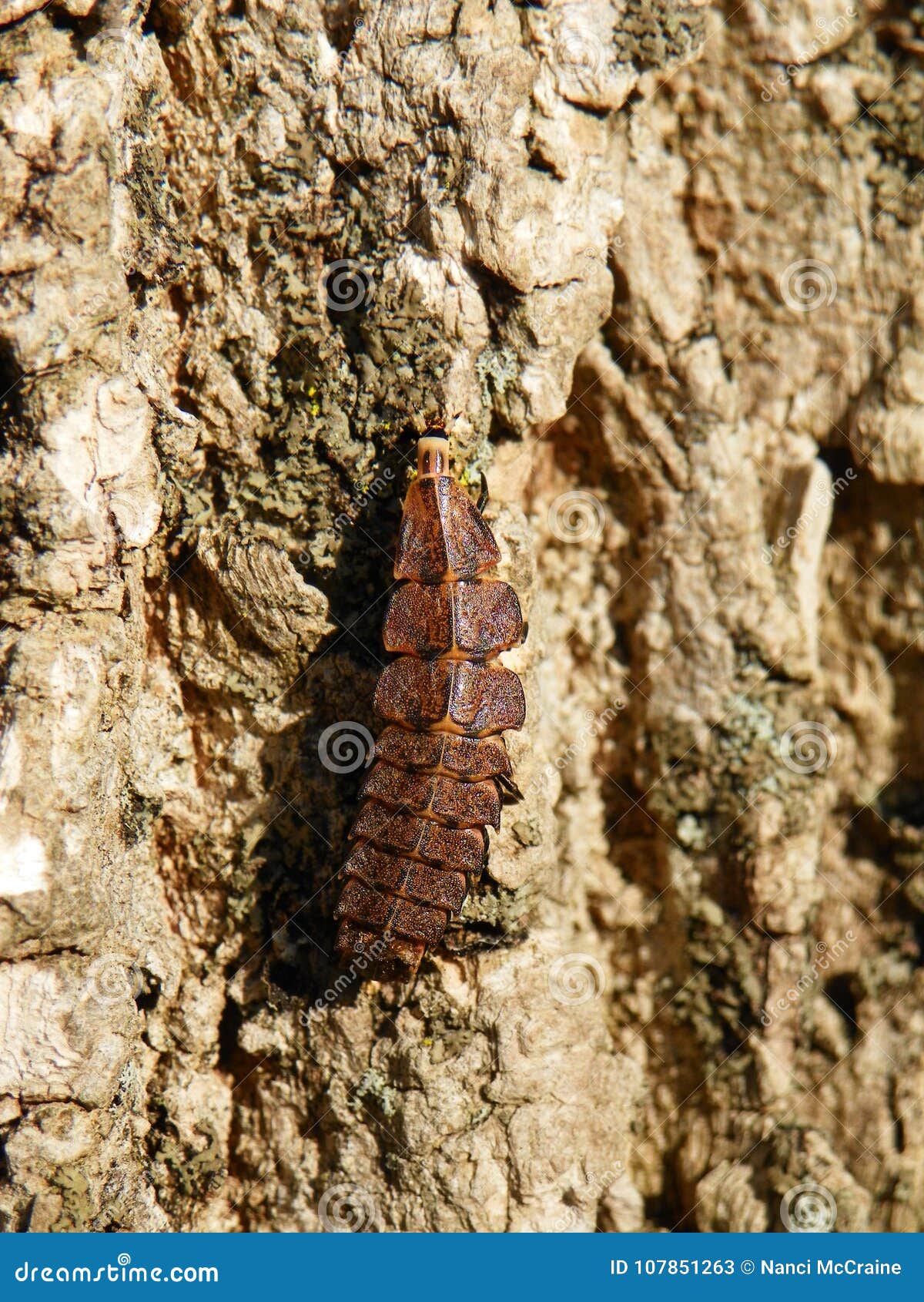 Glow Worm Larva Crawling Up Tree Bark Stock Image - Image of segmented ...