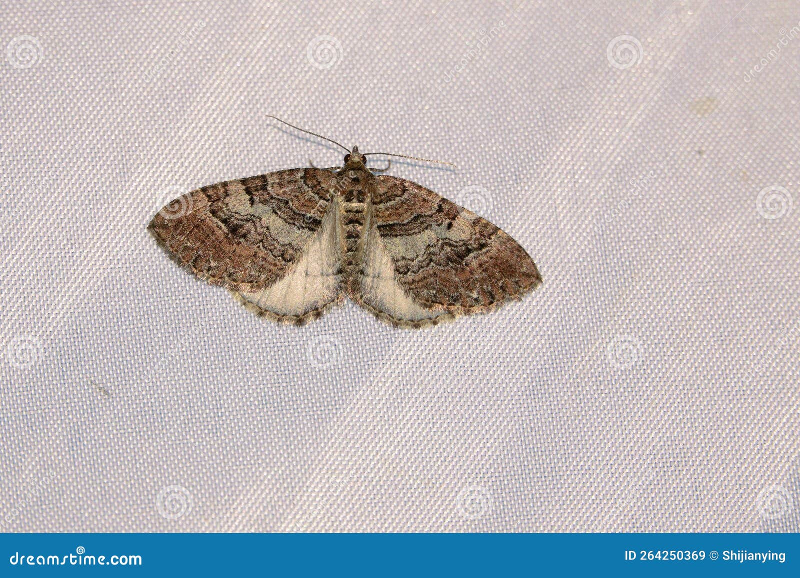 Pyralidae moth stock image. Image of lepidoptera, life - 264250369