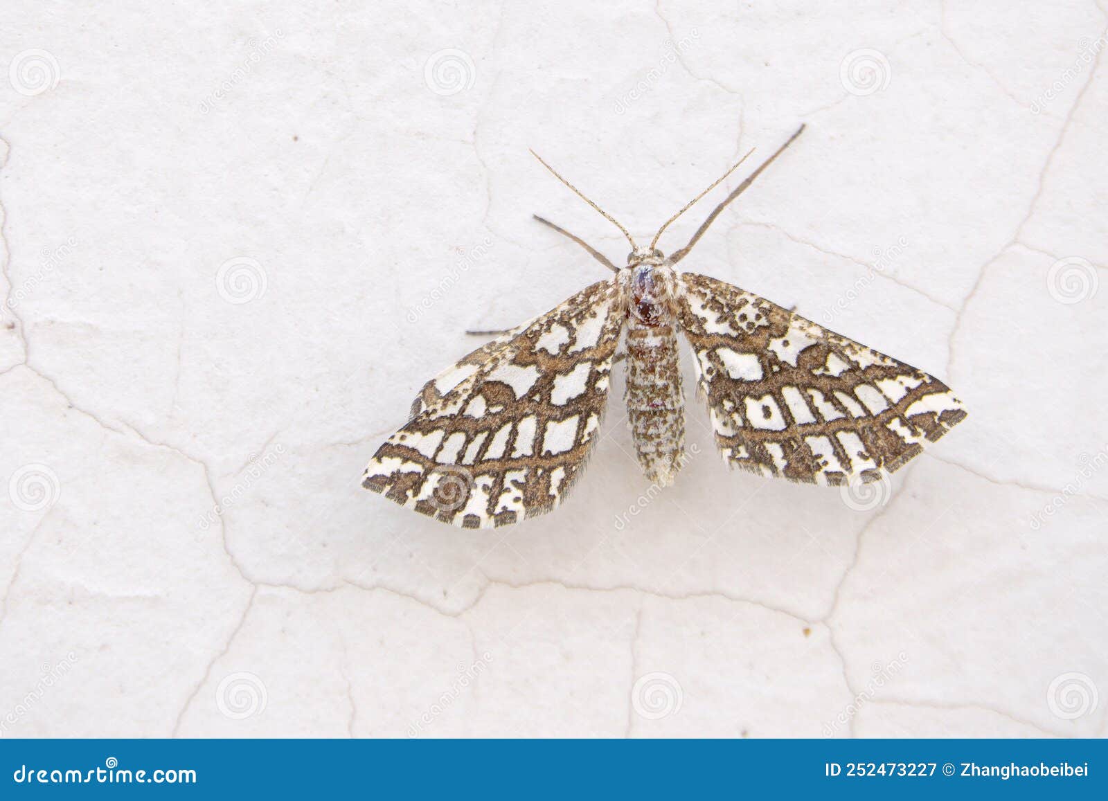 Pyralidae moth stock image. Image of stripes, moth, wild - 252473227