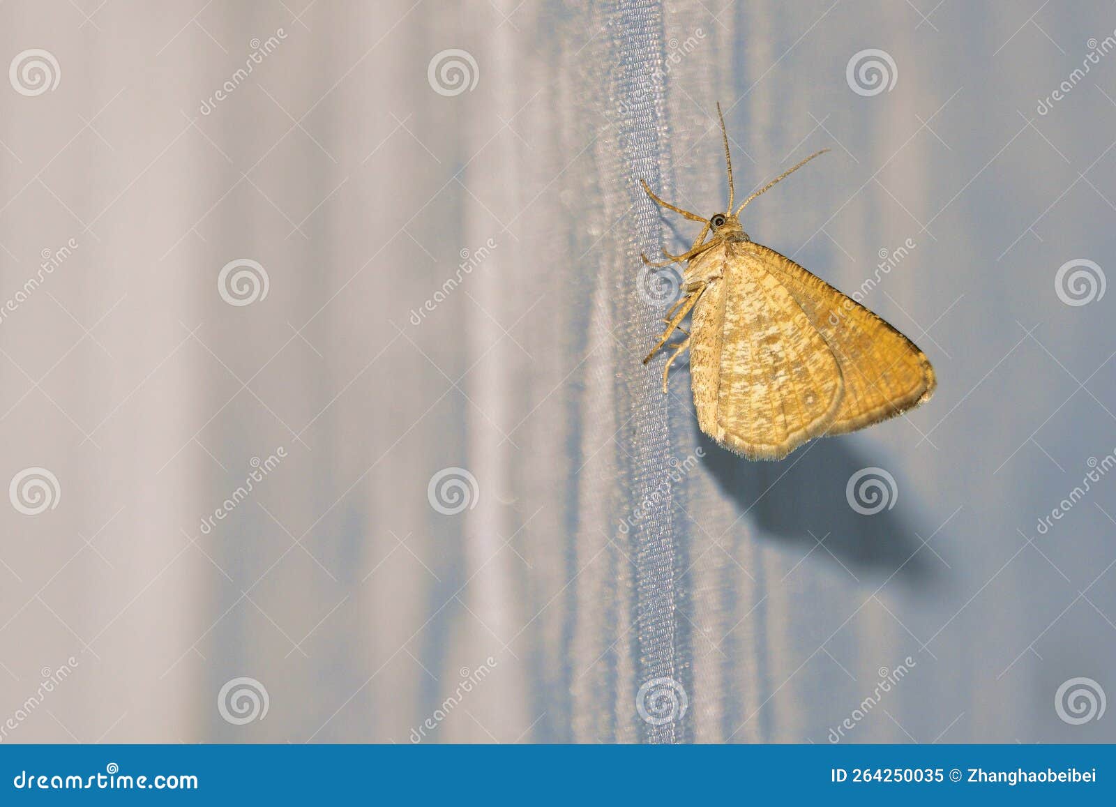 Pyralidae moth stock image. Image of brown, yellow, animals - 264250035