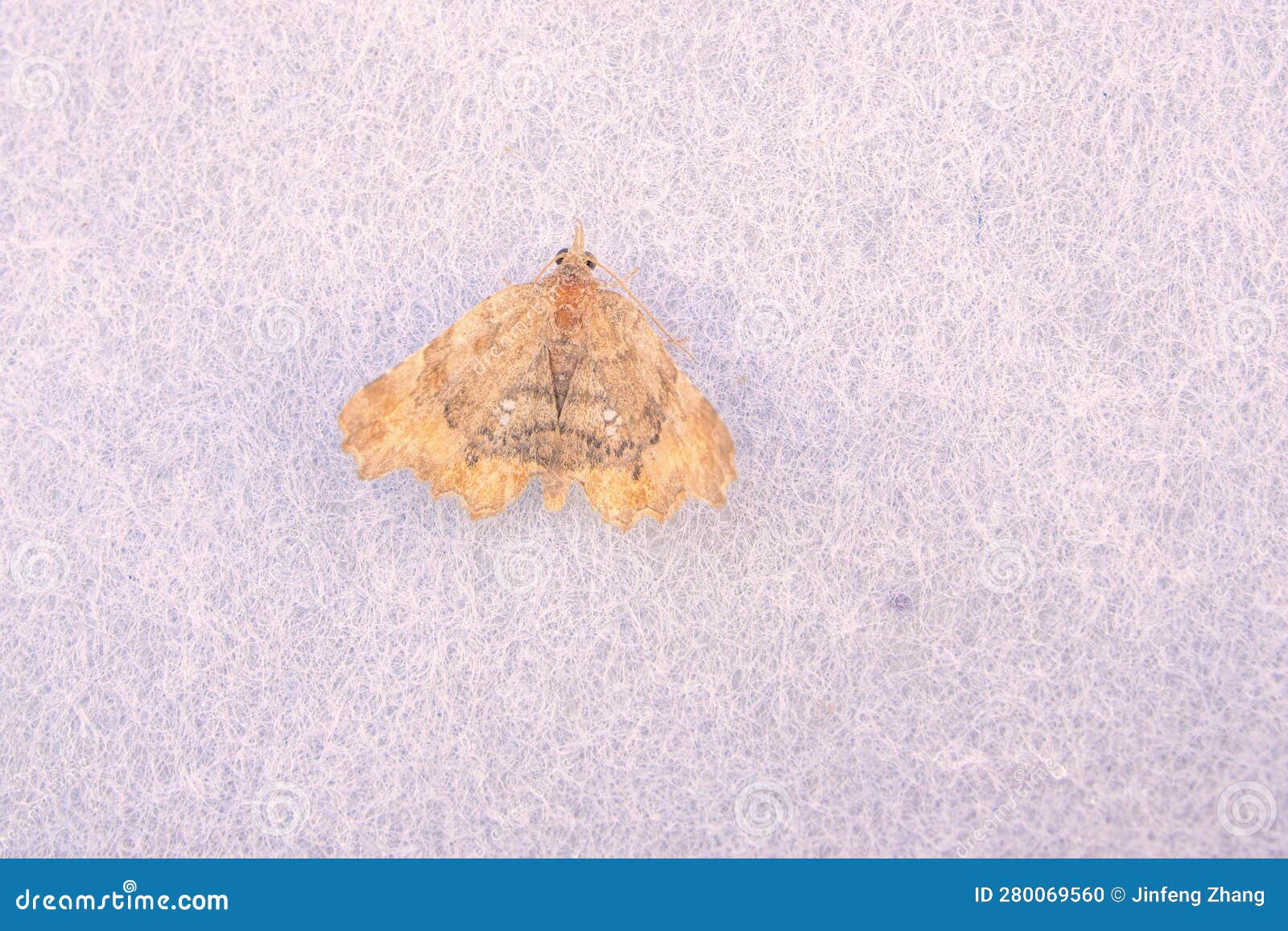 Pyralidae moth stock photo. Image of natural, life, tortricidae - 280069560