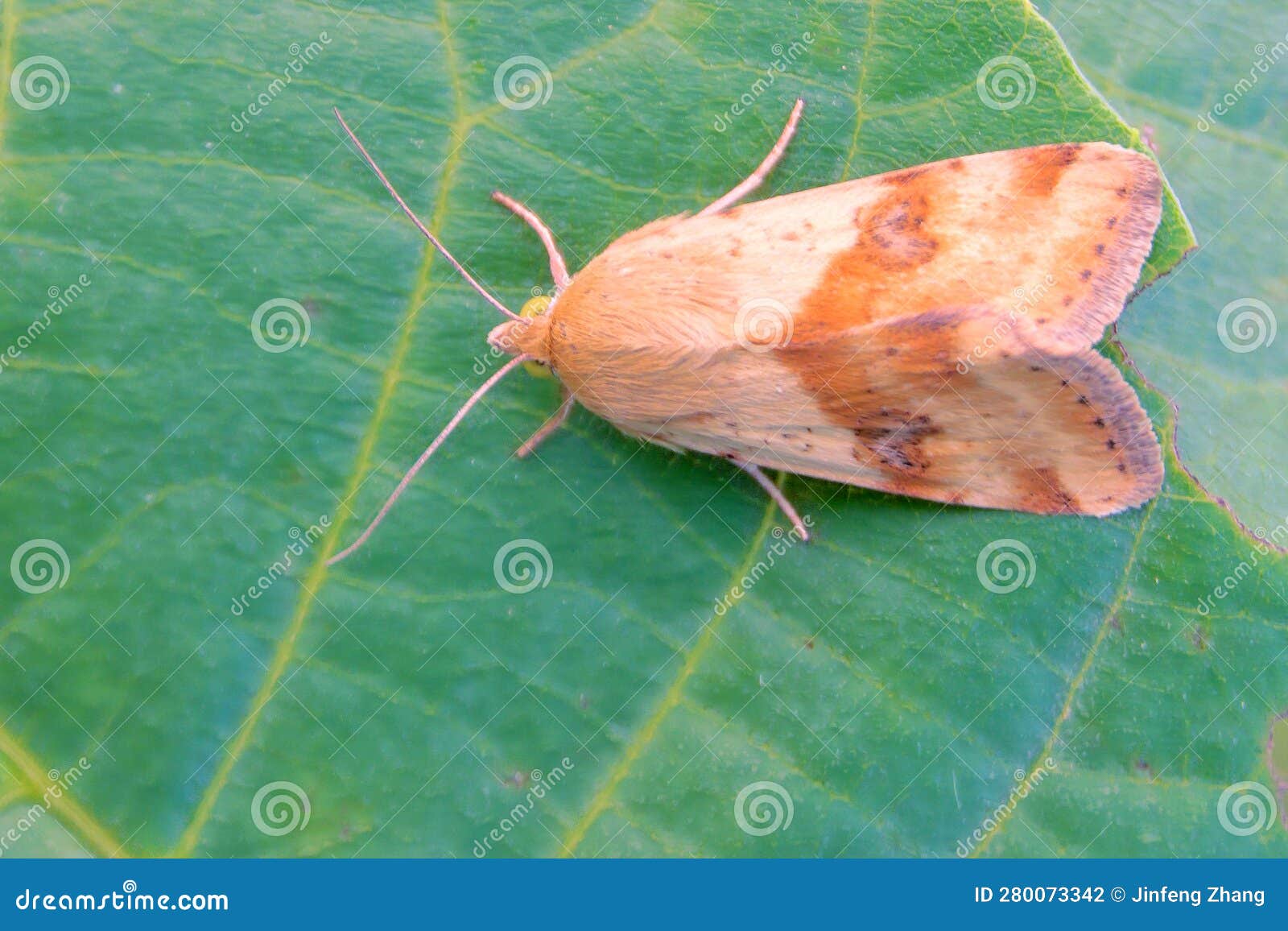 Pyralidae moth stock photo. Image of yellowish, nature - 280073342