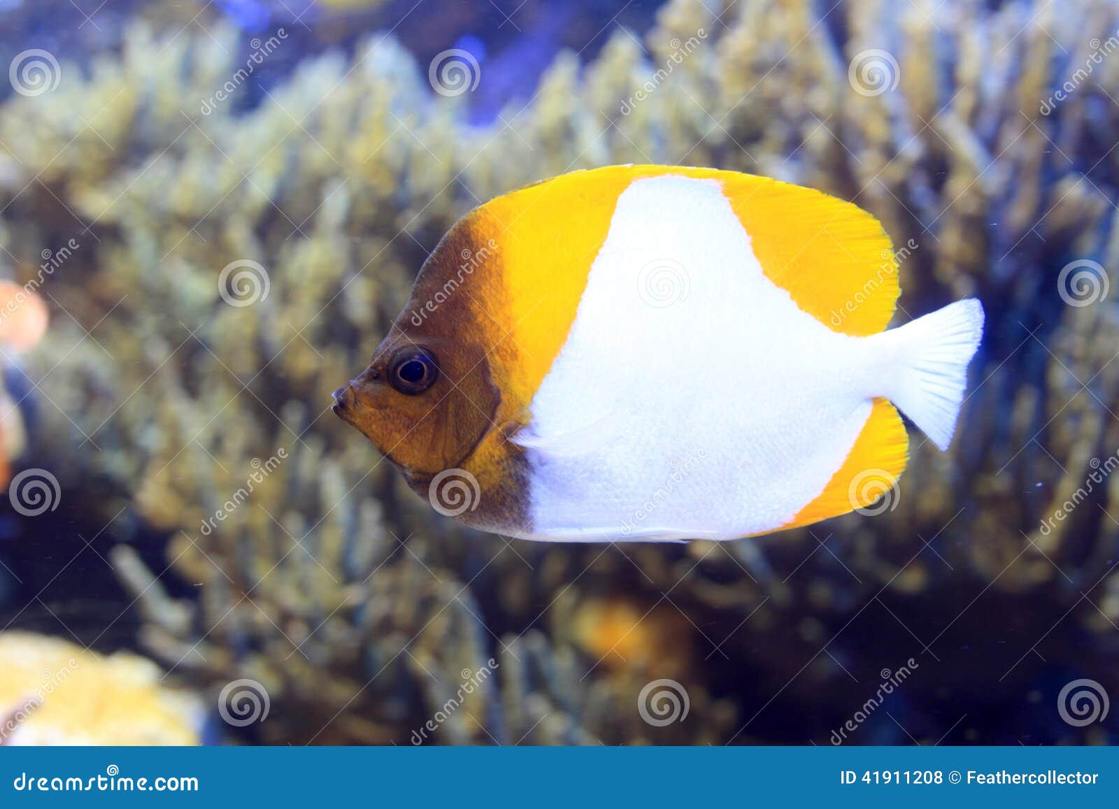 Pyramid Butterflyfish Royalty-Free Stock Image | CartoonDealer.com ...