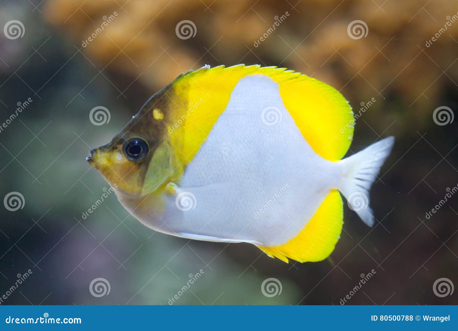 Pyramid Butterflyfish Hemitaurichthys Polylepis. Stock Photo - Image of ...