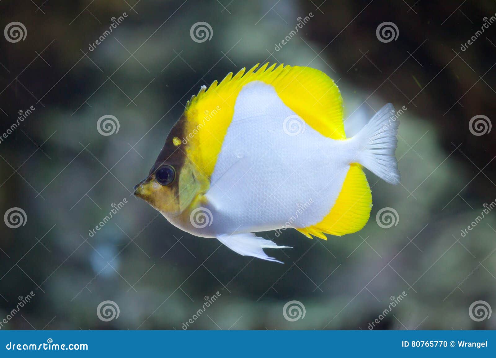 Pyramid Butterflyfish Hemitaurichthys Polylepis. Stock Photo - Image of ...