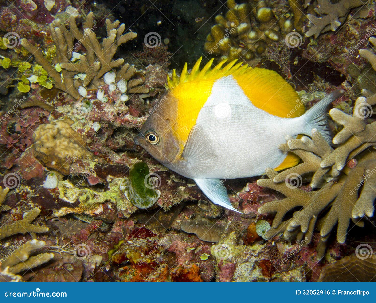 Pyramid Butterflyfish stock photo. Image of carnivore - 32052916