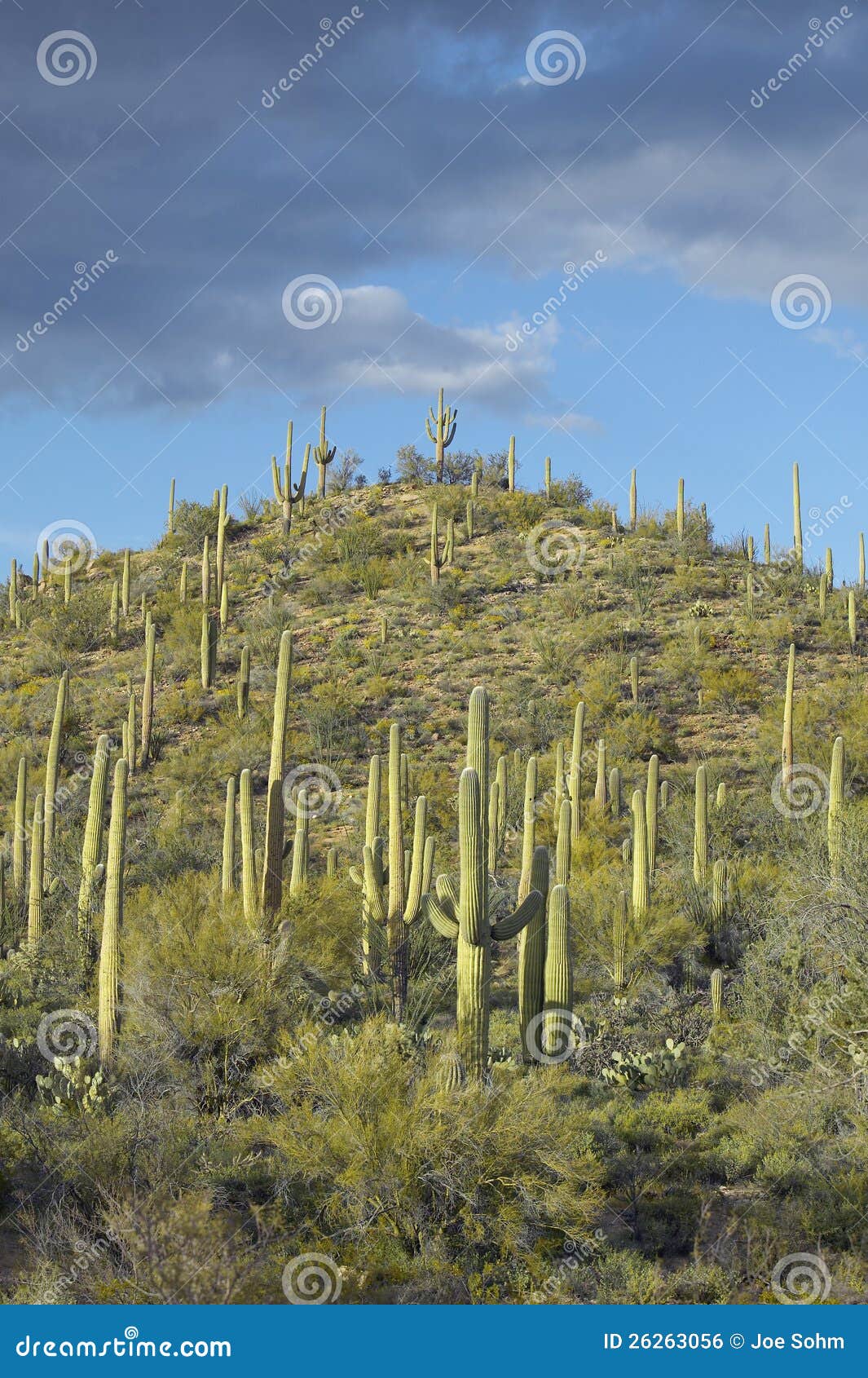 A Pyramid Of Giant Sonoran Saguaro Cactus Stock Photo | CartoonDealer ...