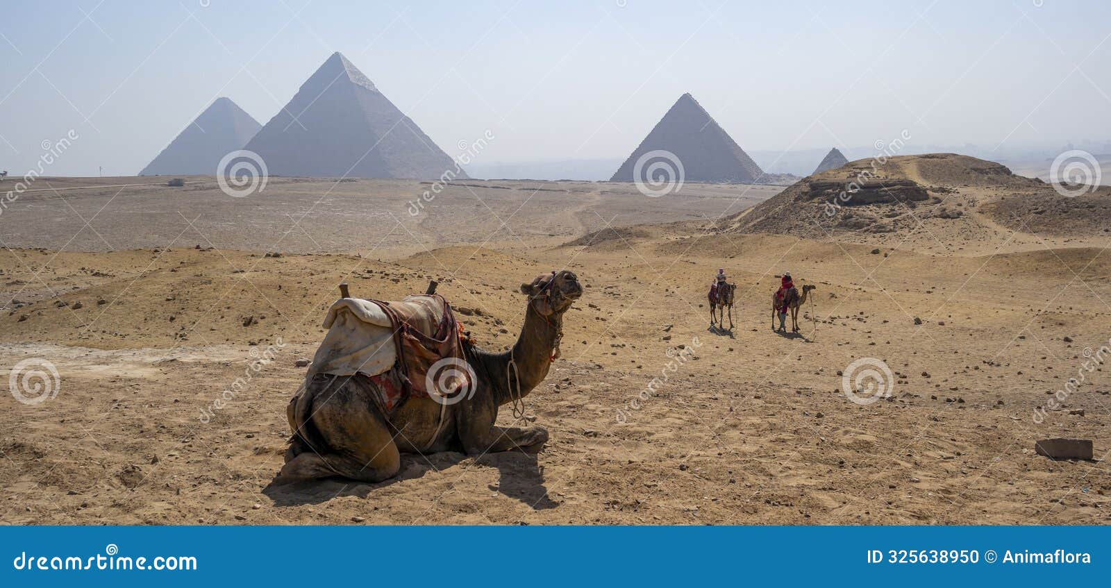 Pyramid of Giza and Camels in the Desert, Egypt Stock Photo - Image of ...