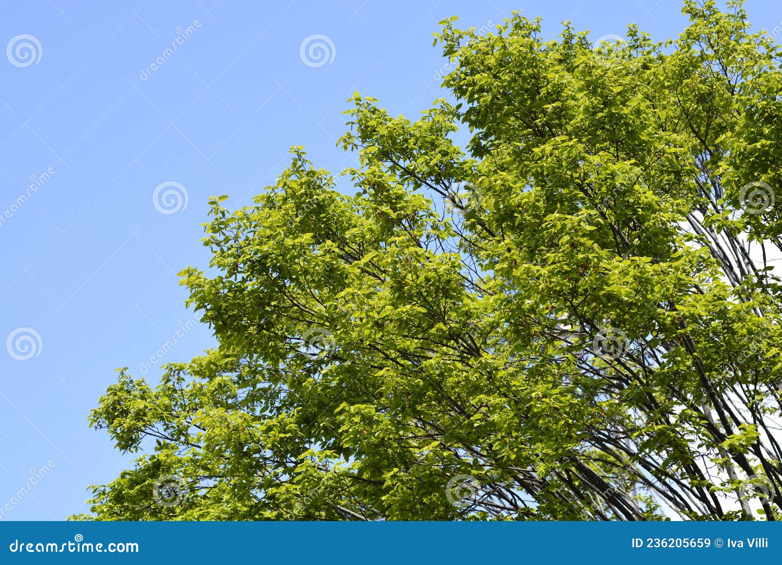Pyramid hornbeam stock image. Image of beech, carpinus - 236205659