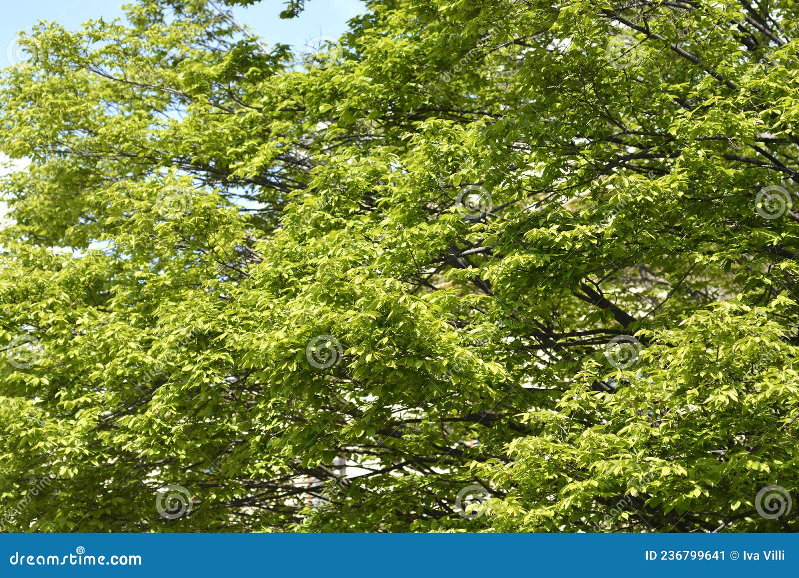 Pyramid hornbeam stock image. Image of white, beech - 236799641