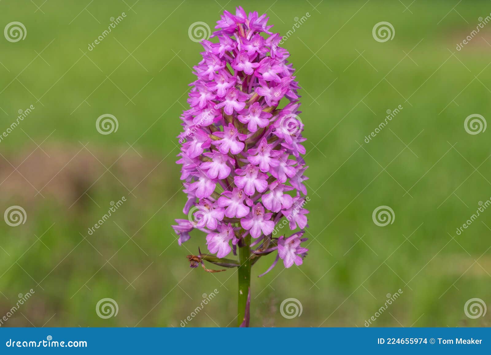 Pyramid Orchid Anacamptis Pyramidalis Flower Stock Photo - Image of ...