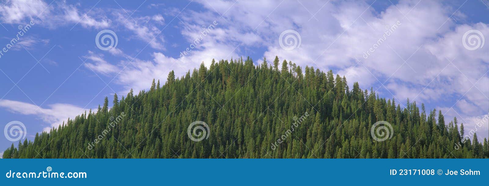 Pyramid of Pines, stock photo. Image of contours, ecosystem - 23171008
