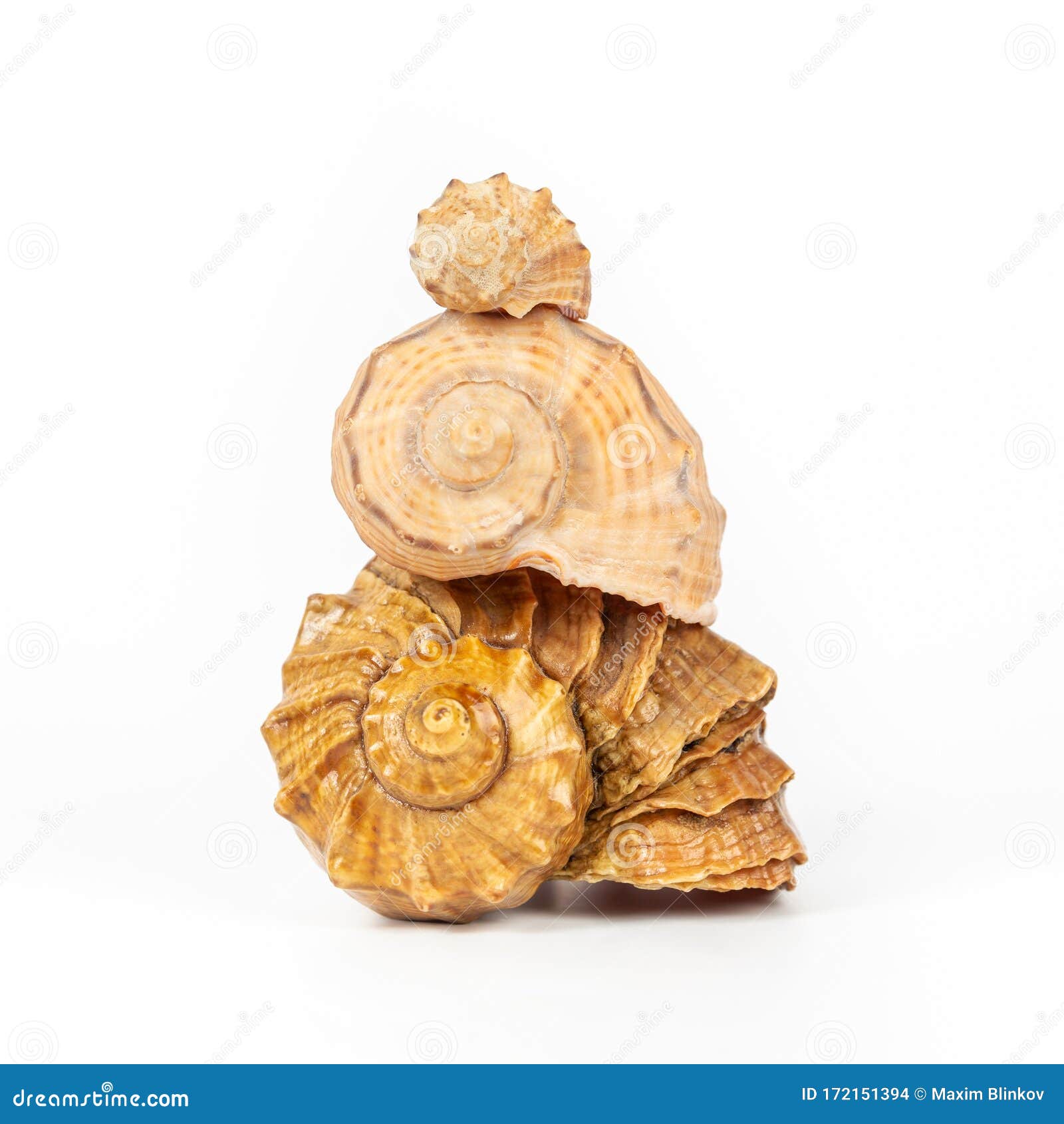 Sea Shells Pyramid Stock Photography | CartoonDealer.com #1277114