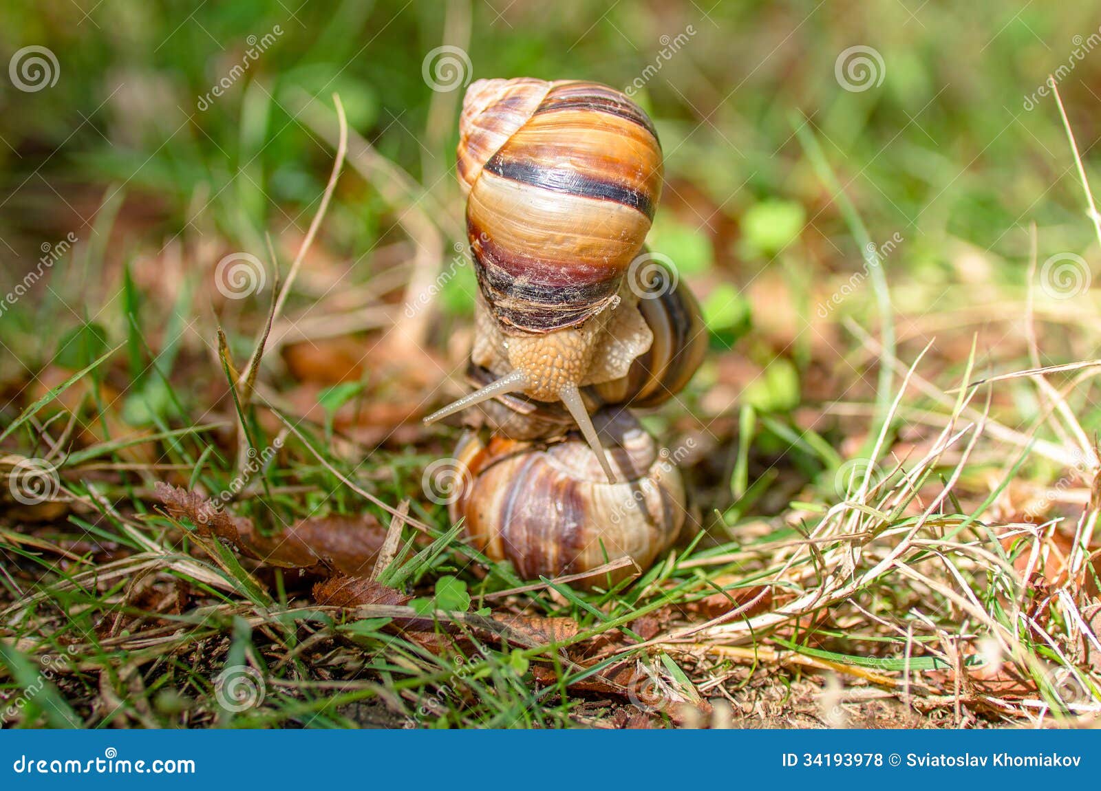 Pyramid of the Snails on the Grass Stock Photo - Image of brown, animal ...