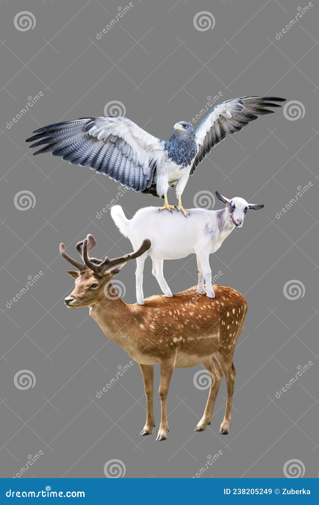 Pyramid of Three Animals Isolated Stock Image - Image of stag, portrait ...